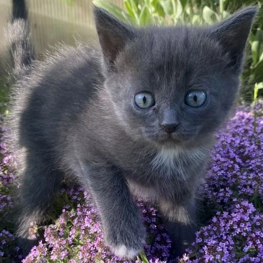 Котёнок в добрые руки