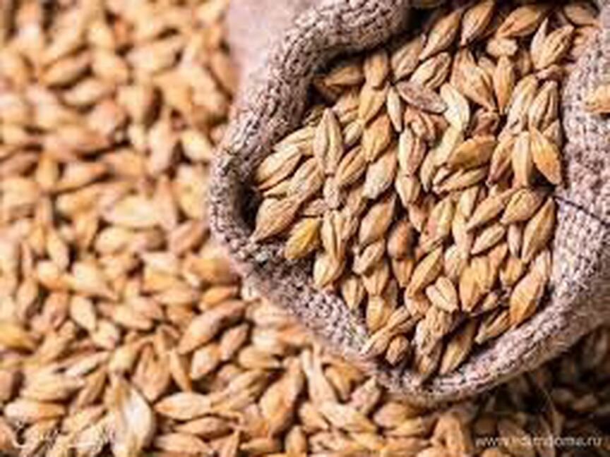 Ячмень урожай 2023