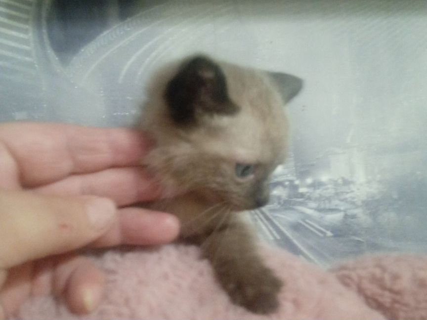 Котята
