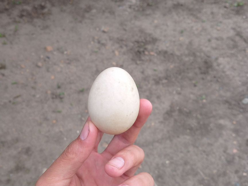 Яйца на продажу индоутки