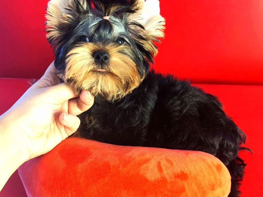 Йоркширский малыш вайн твикс РКФ