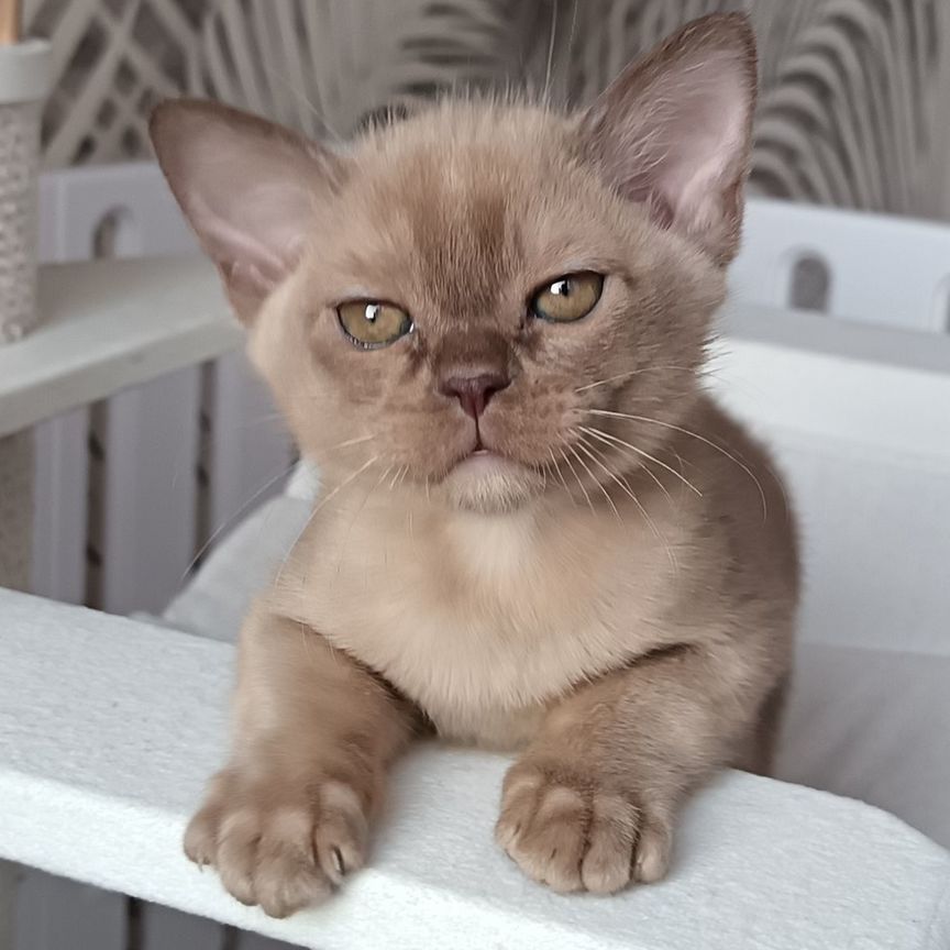 Европейский бурманский котёнок