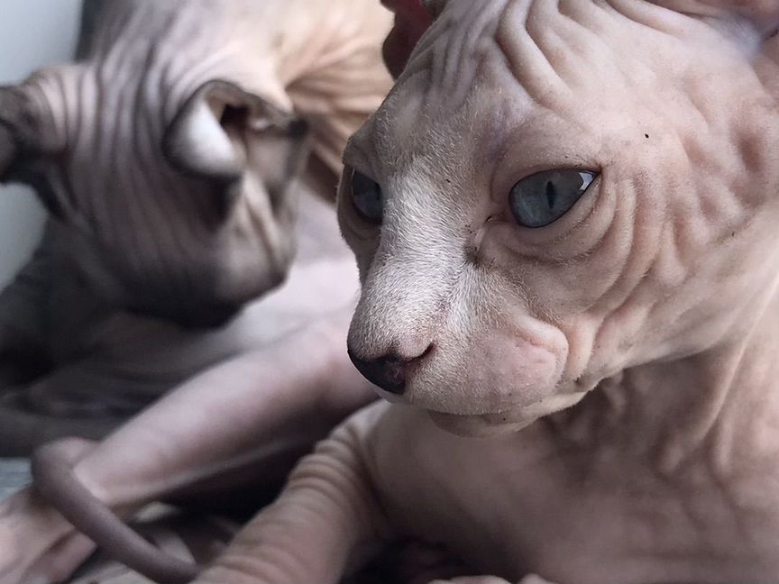 Канадский сфинкс эльф мальчик