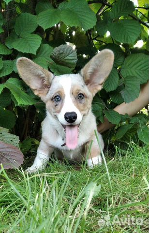 Щенки кардигана