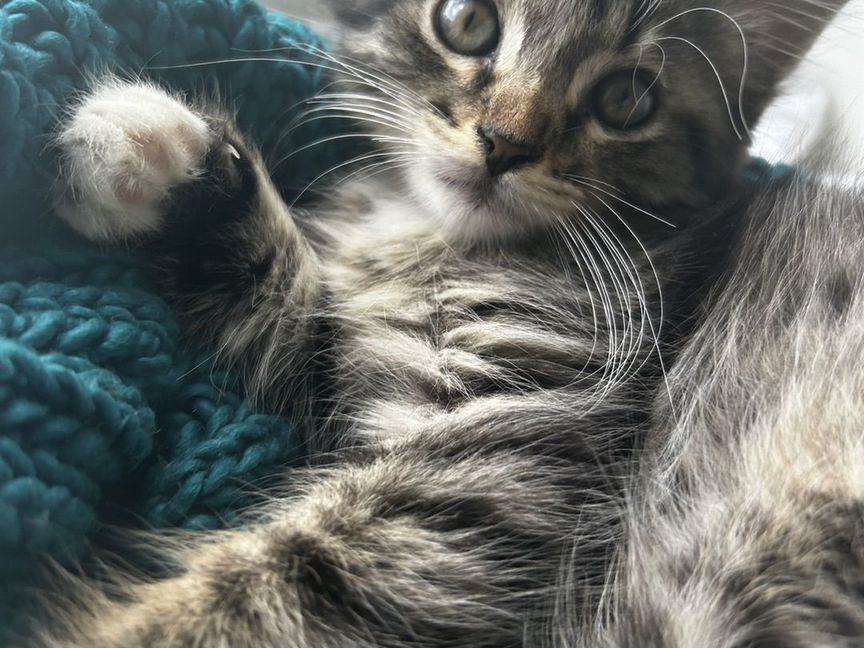 Кошка