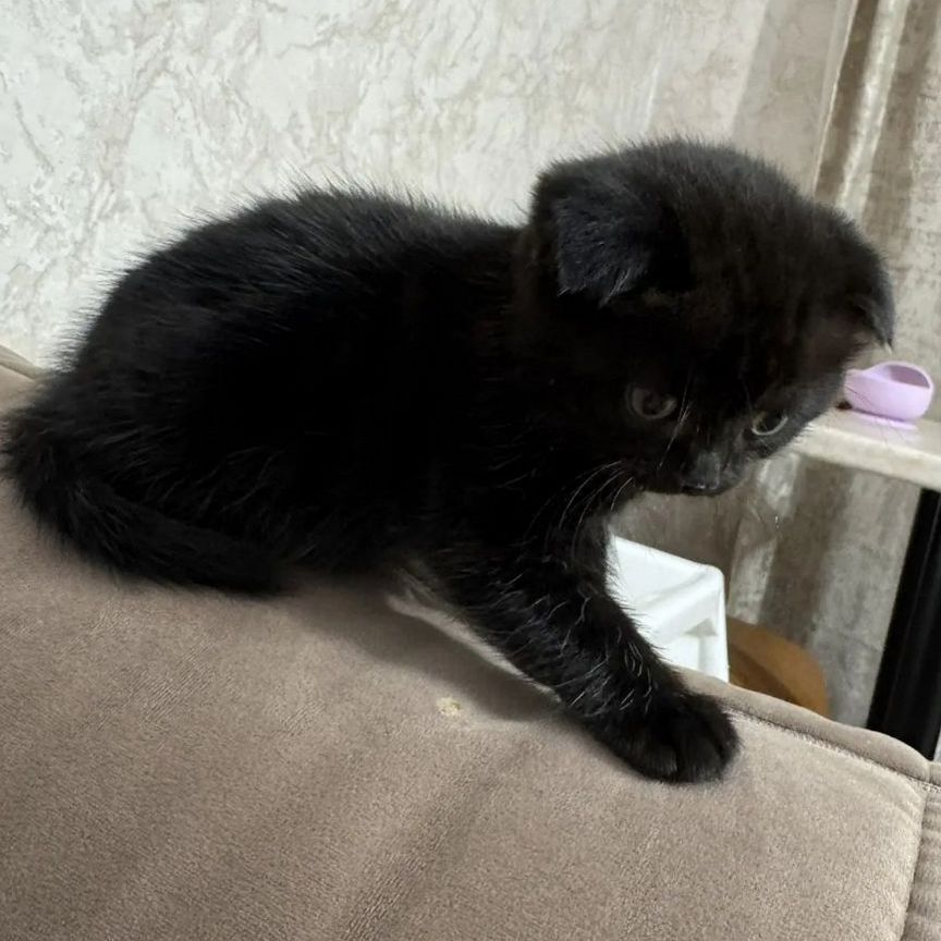 Шотландский вислоухий короткошёрстный котёнок