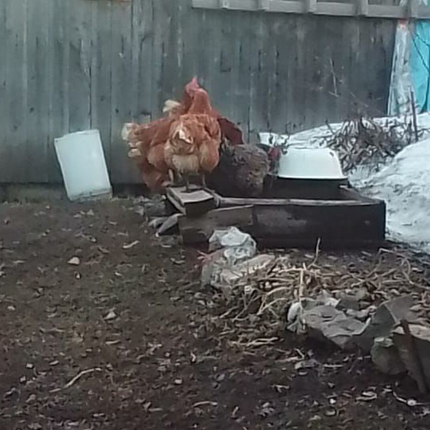 Яичная скорлупа