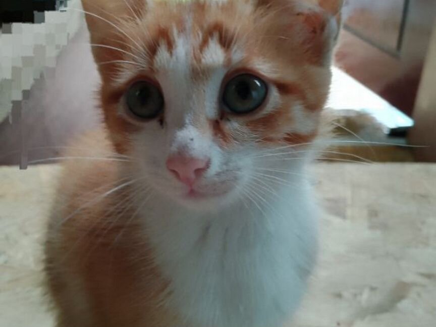 Кошки. 3 девочки