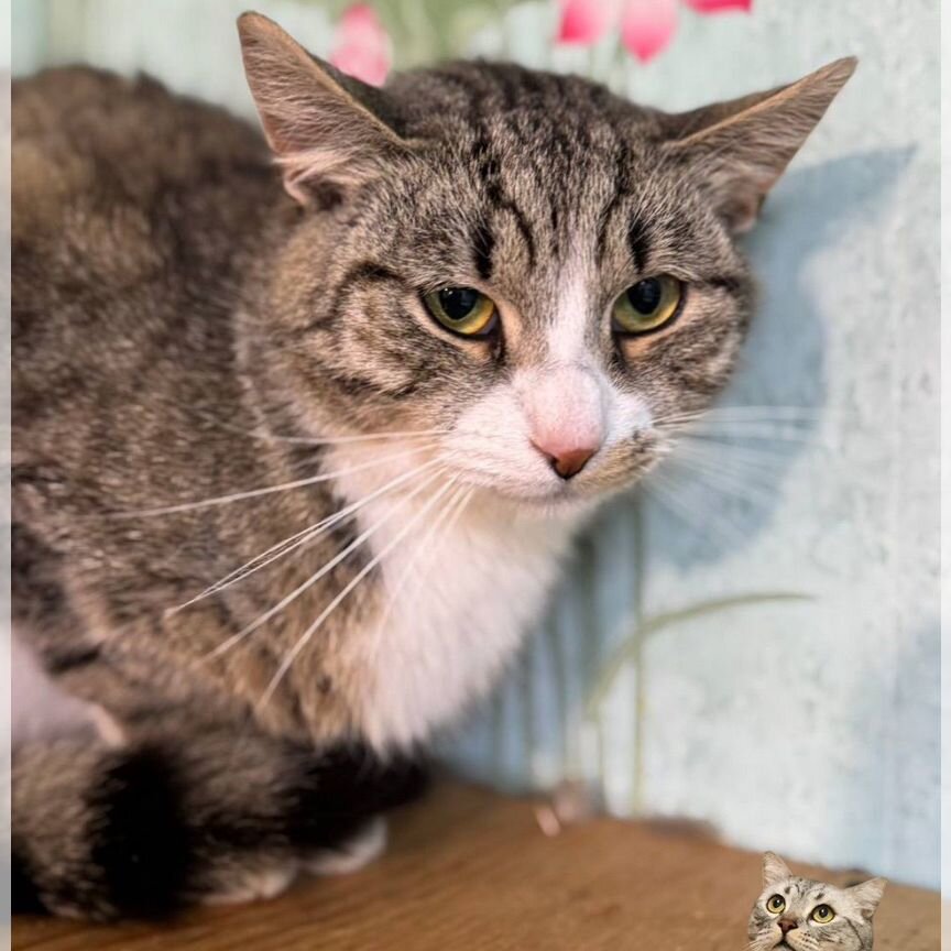 Взрослый кот в добрые руки