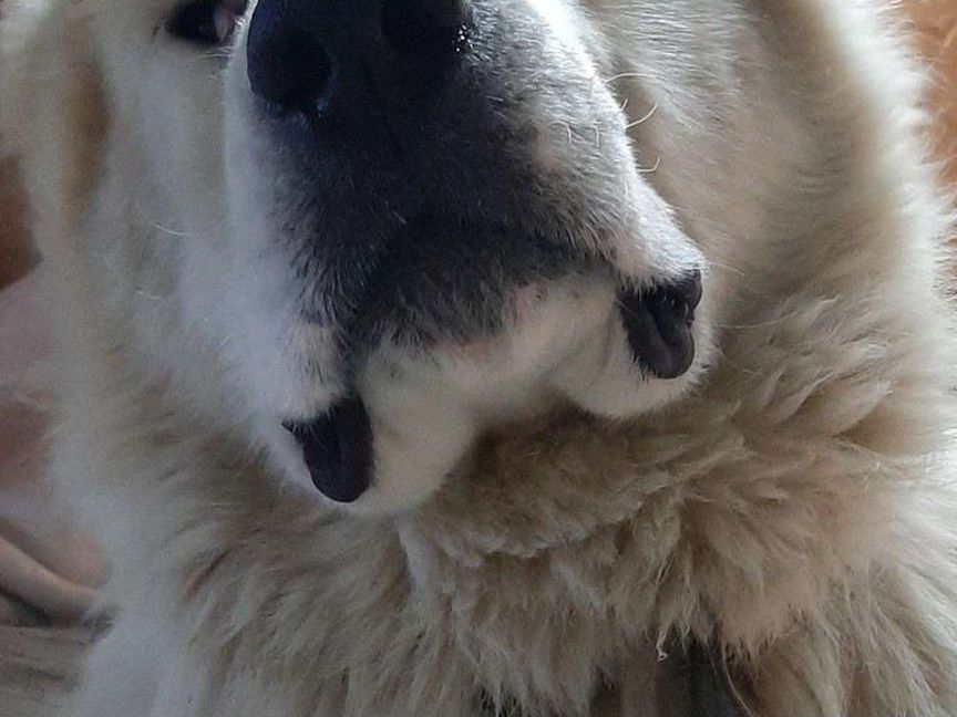 Вязка Среднеазиатская овчарка алабай