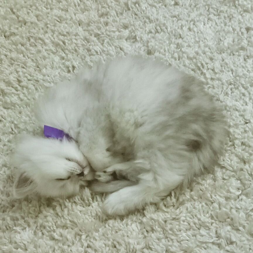Котенок персидской шиншилы