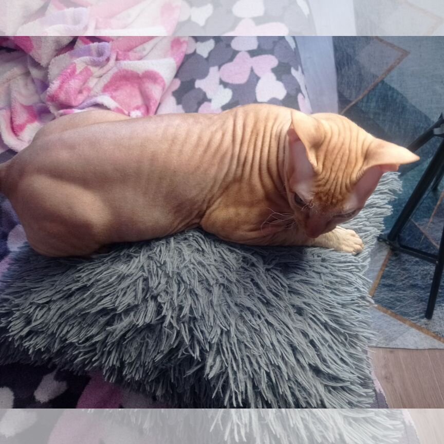 Вязка кота Донской сфинкс