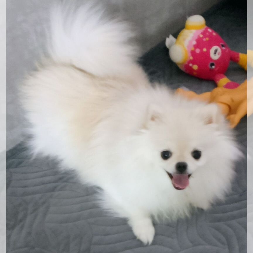 Померанский шпиц, щенок