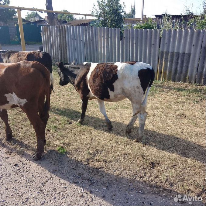 Тёлки и Бычки