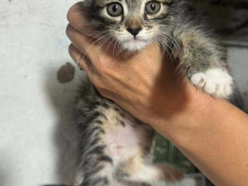 Котенок девочка, 1.5мес