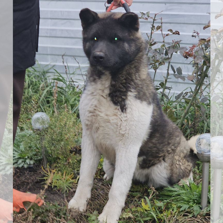 Американская акита, щенок