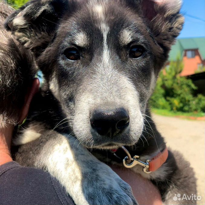 Щенок мальчик Барон 4 мес