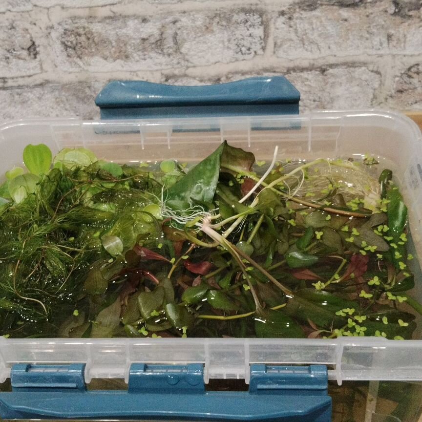 Аквариумное растение