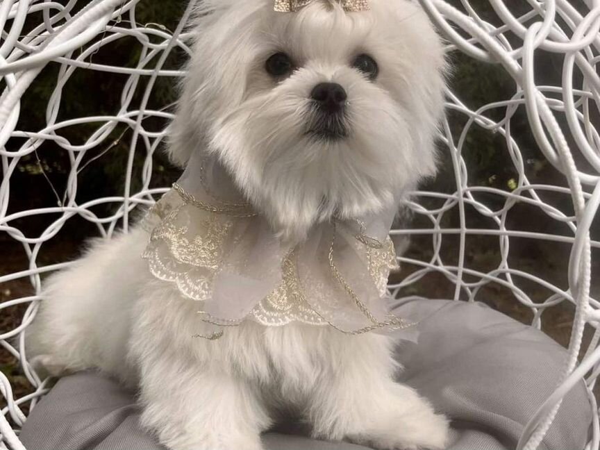 Щенки мальтийской болонки mini