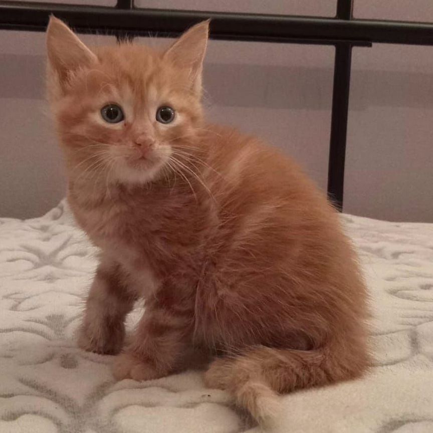 Котёнок в добрые руки