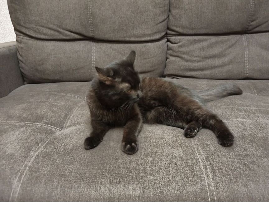 Ищем добрые руки для котэ