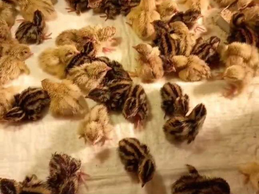 Корм для змей, куньих, кошек и собак, хищных птиц