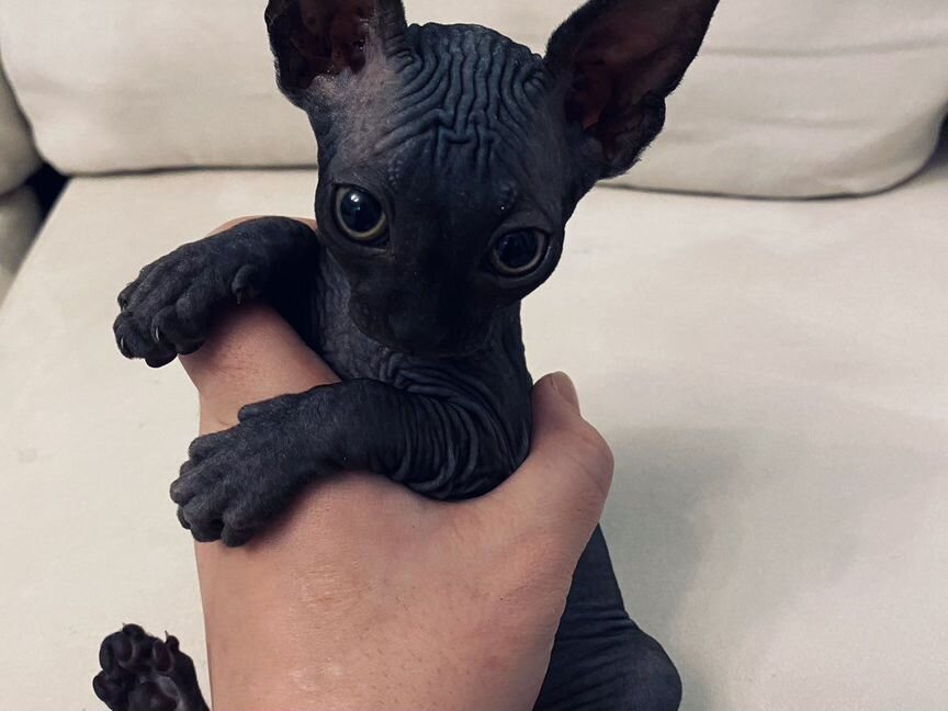 Канадский сфинкс