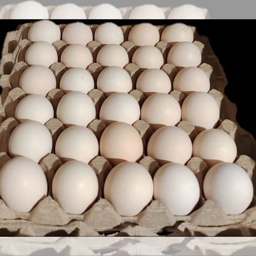 И/Я бройлера кобб-700