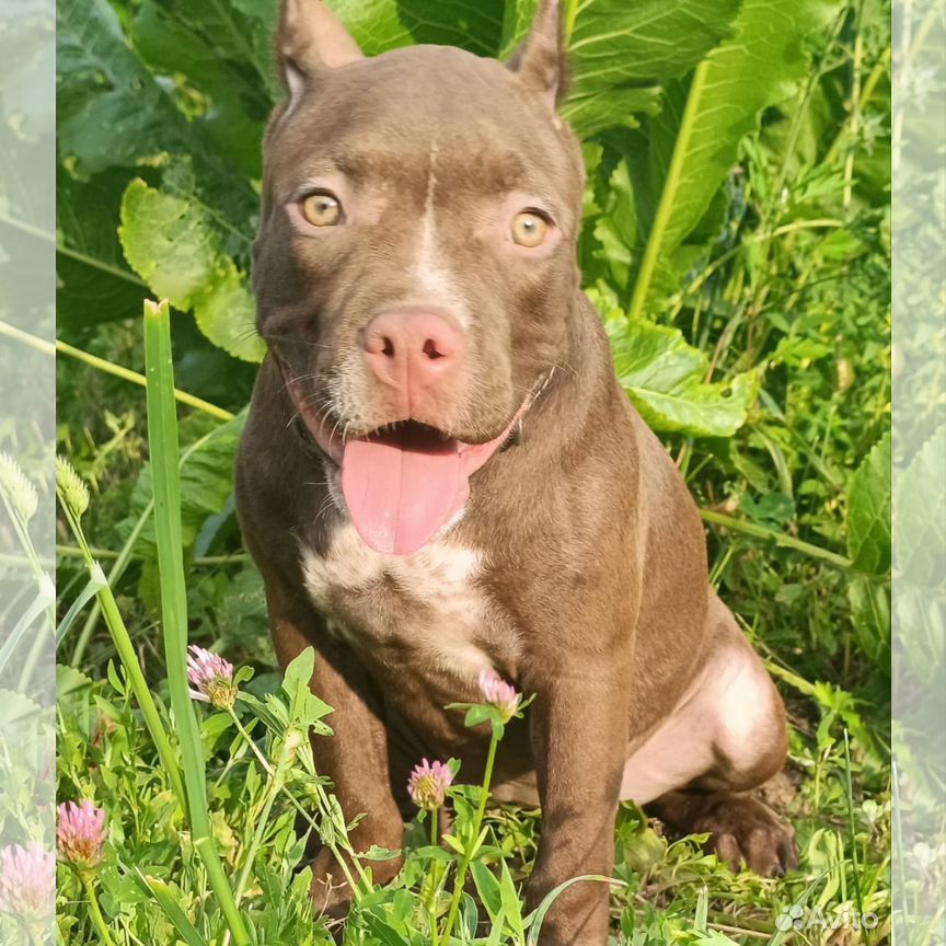 Американский булли