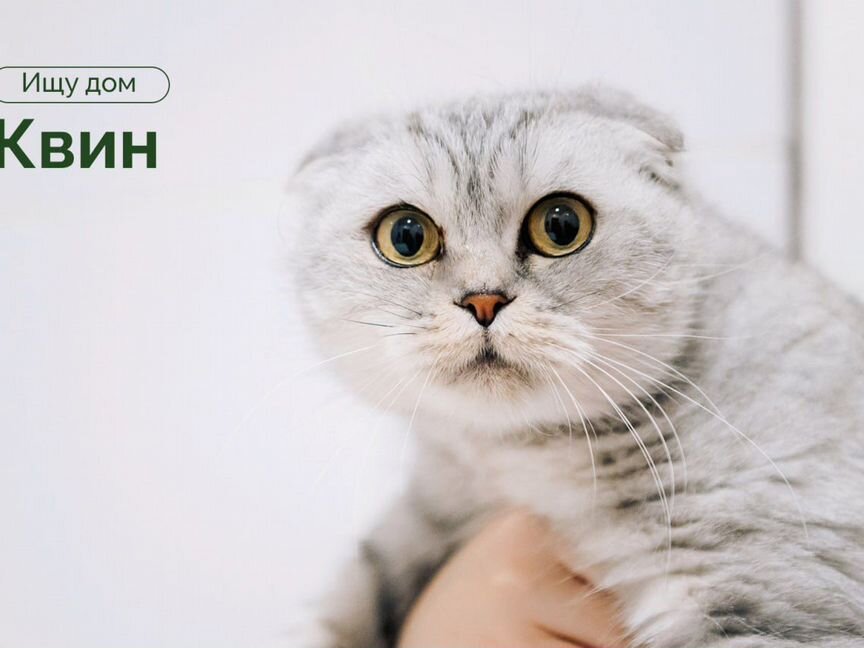 Шотландская кошка в добрые руки бесплатно
