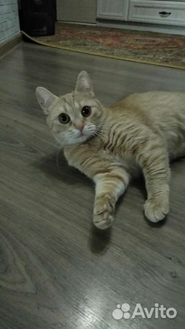 Кошка Анфиса,два года.Домашняя,ухоженная