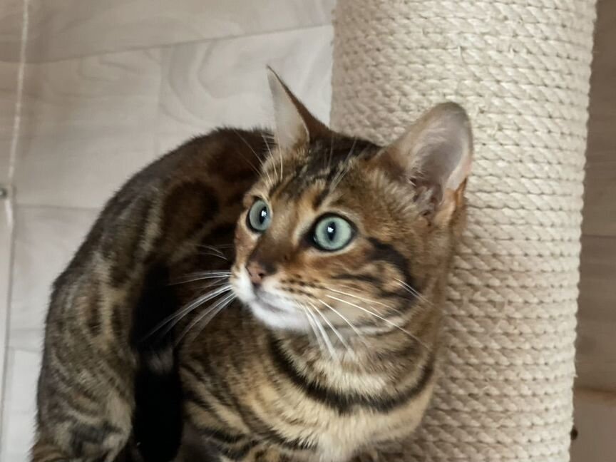 Бенгальская 6месяцев