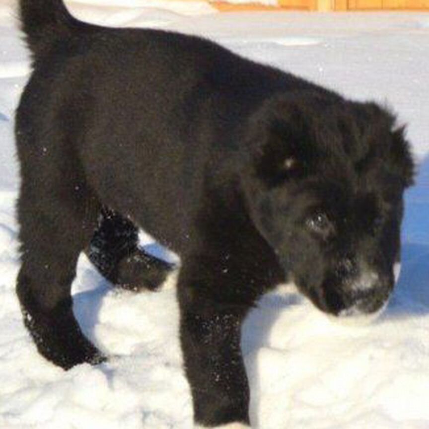 Среднеазиатская овчарка, щенок