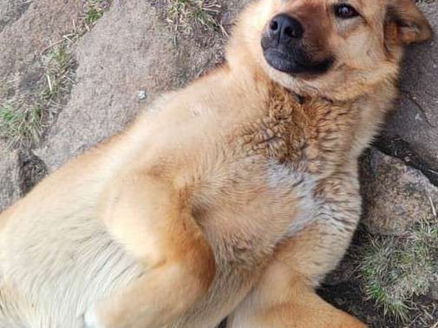 Собака в добрые руки, Брауни