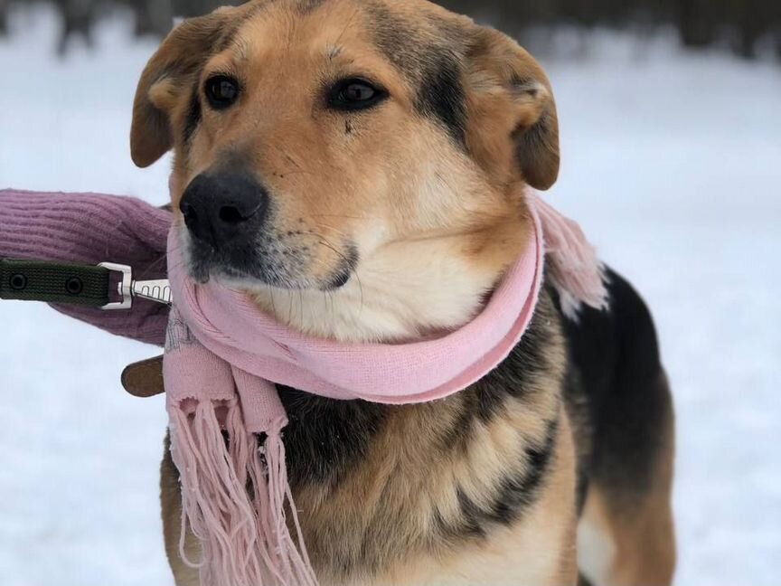 Молодая собака ищет дом и семью бесплатно в дар
