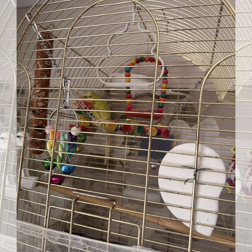 Волнистые попугаи с клеткой