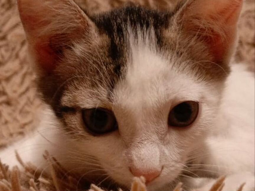 Котенок