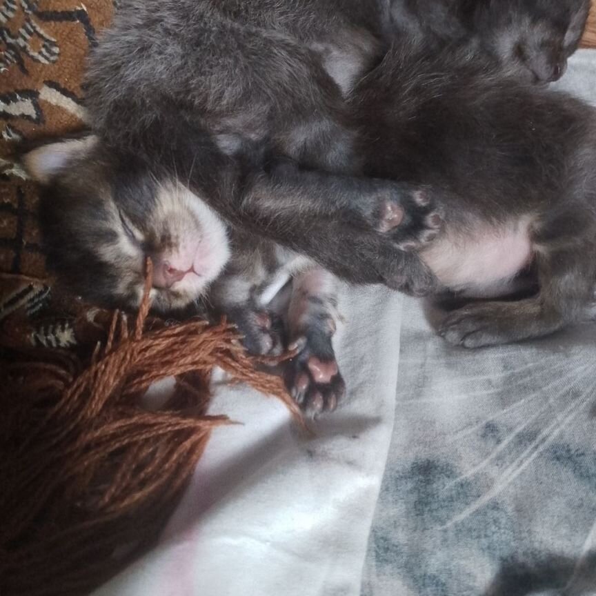 Котята мэйн кун