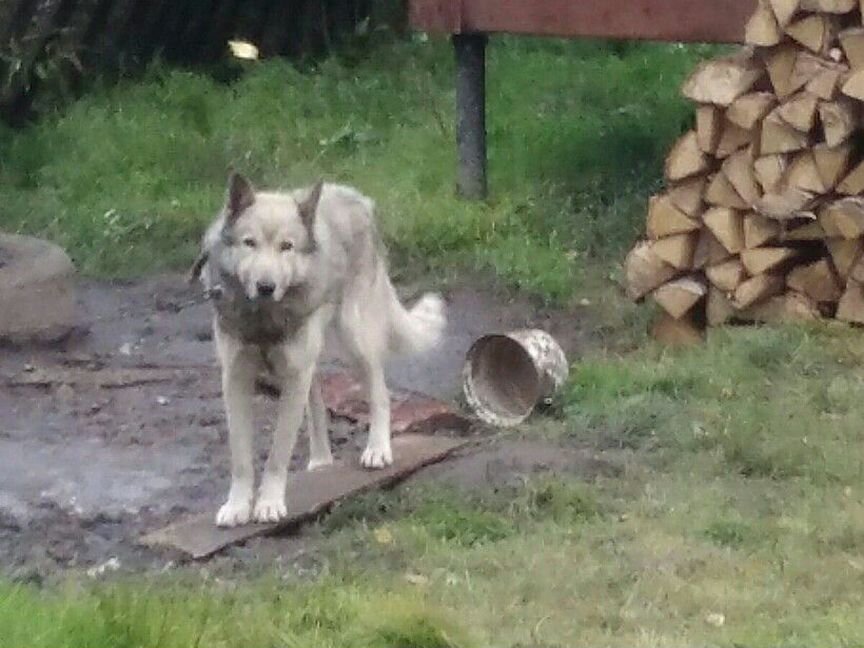 Барбос в добрые руки