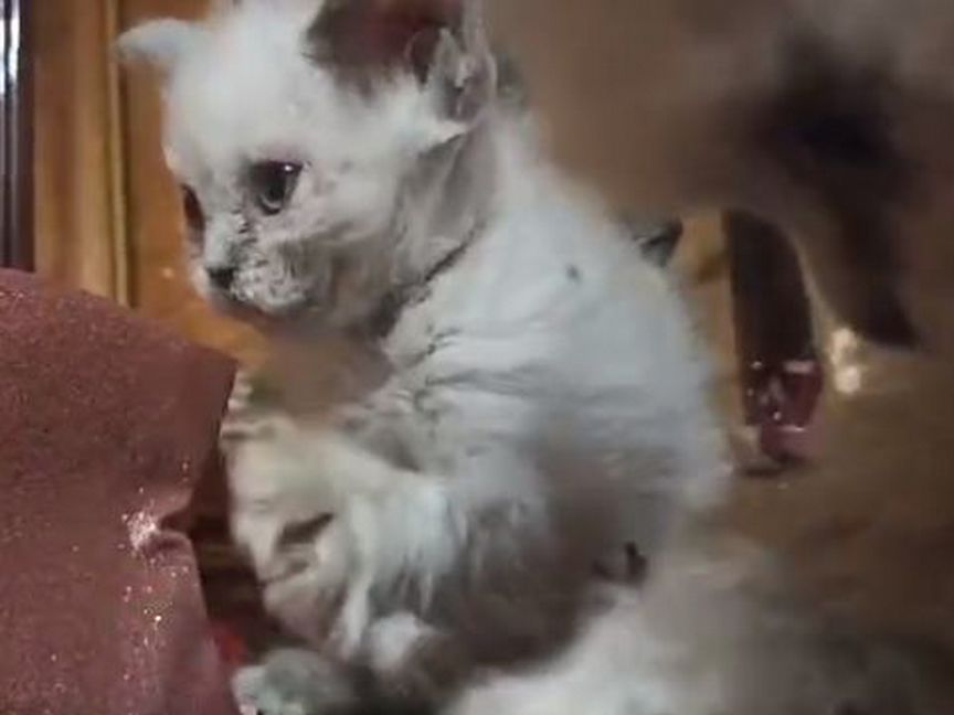 Котенок селкирк, девочка, 2 мес