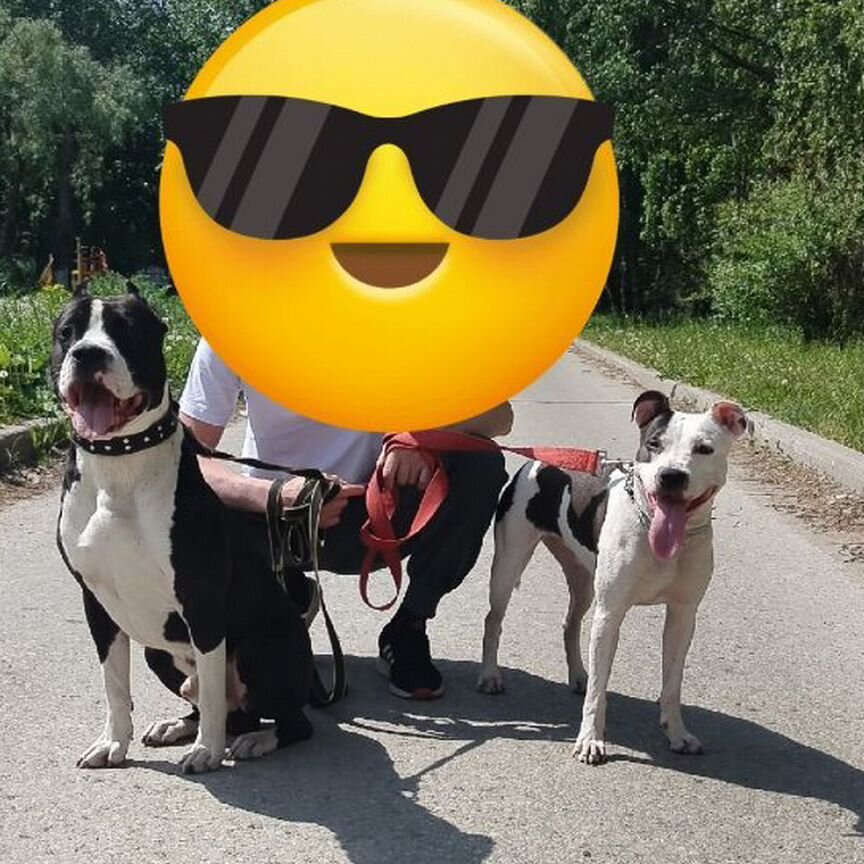 Американский стаффордширский терьер, щенок