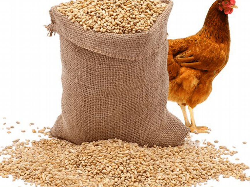 Зерно и комбикорм, Стартовые корма, Дробленки