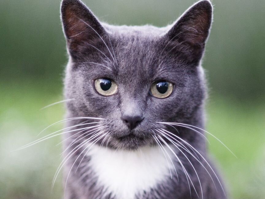 Кошечка, как русская голубая, в добрые руки