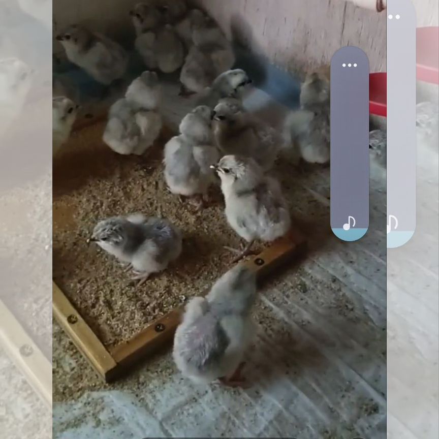 Цыплята несушки