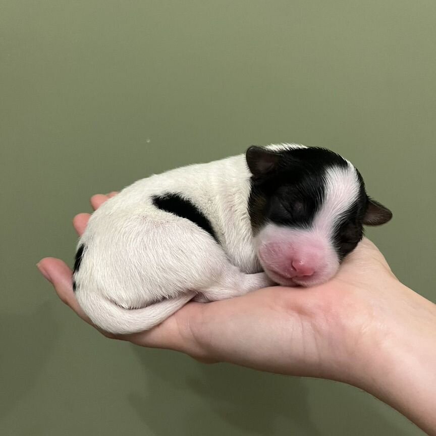 Собака бабочка