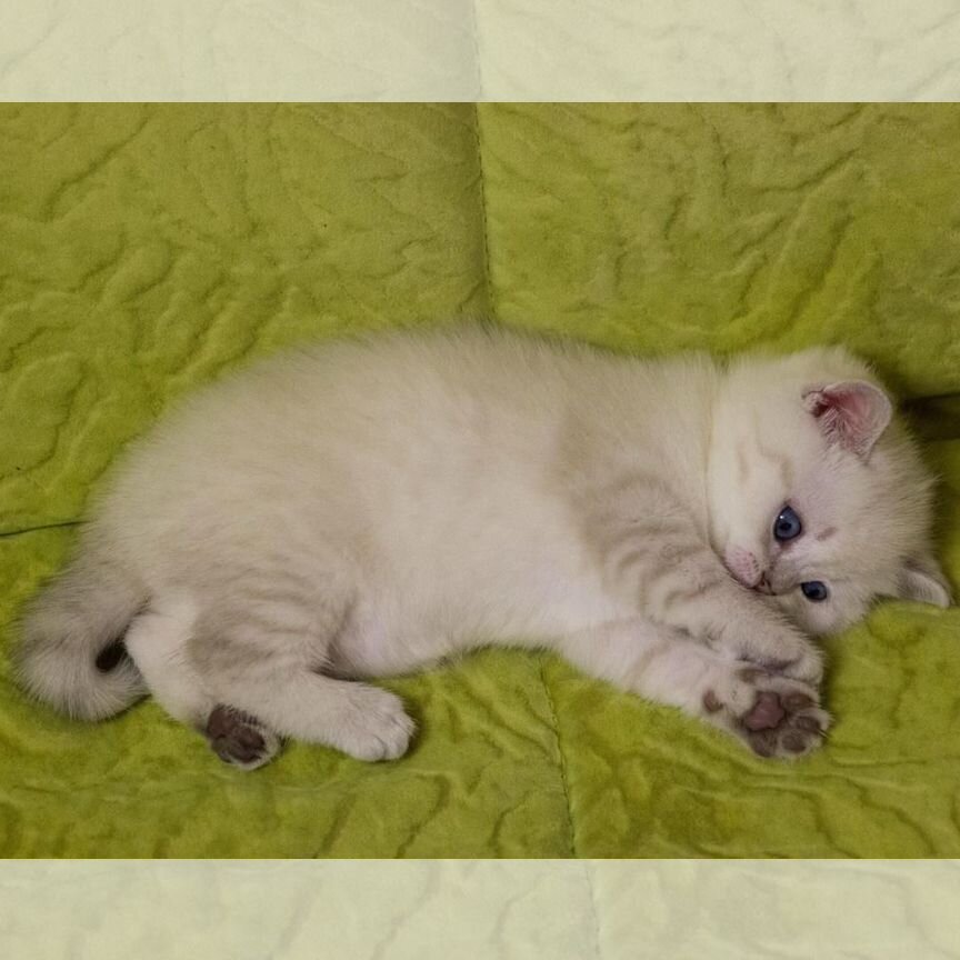 Британский короткошёрстный котёнок