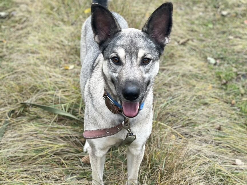 Собака в добрые руки