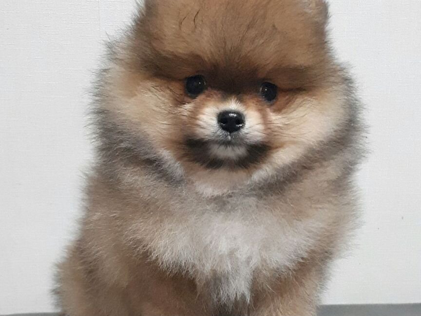 Рыженький мальчик