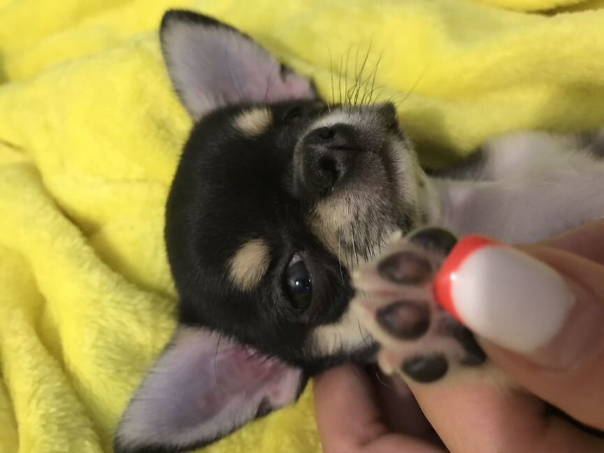 Чихуахуа мини девочка