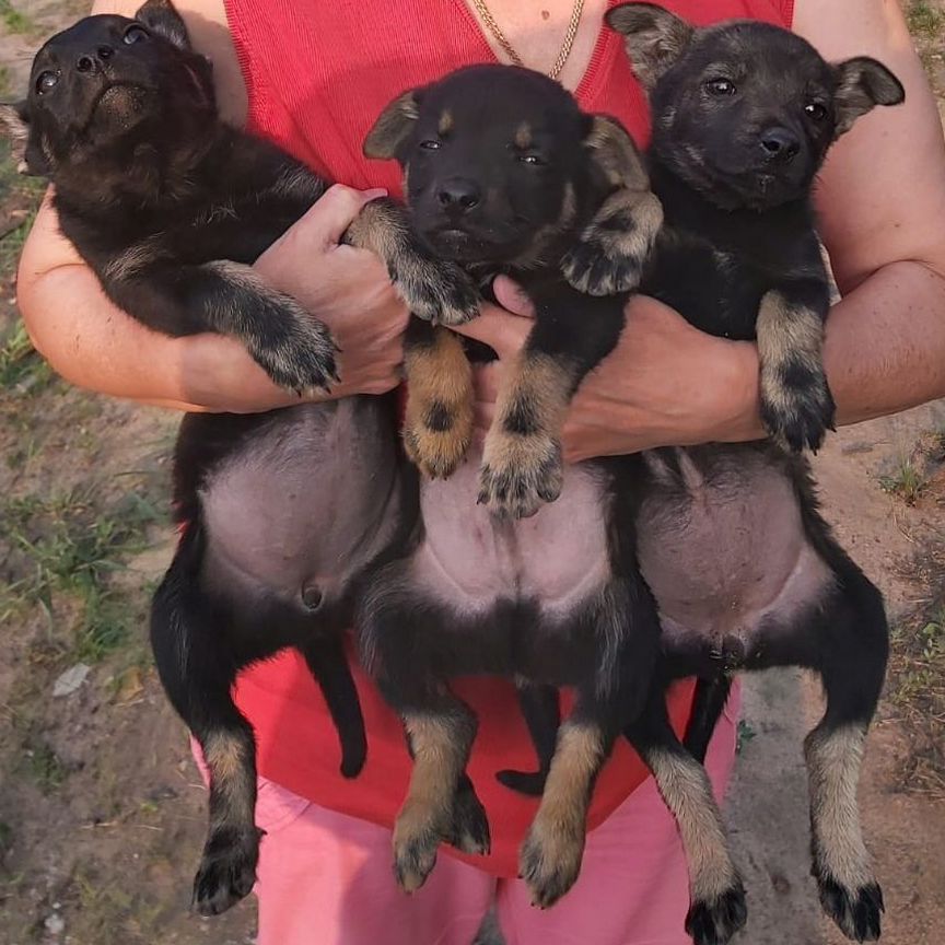 Щенок в добрые руки